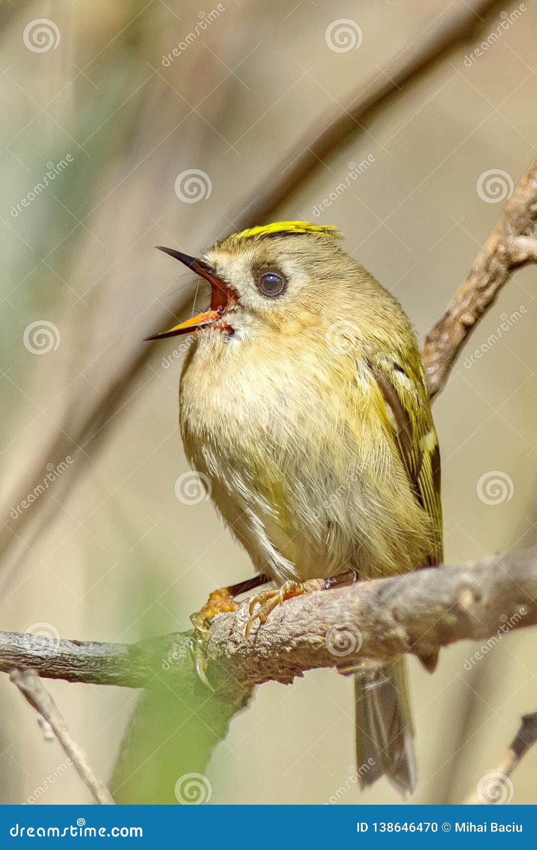 Goldcrest Regulus Regulus fotografia stock. Immagine di vite - 138646470