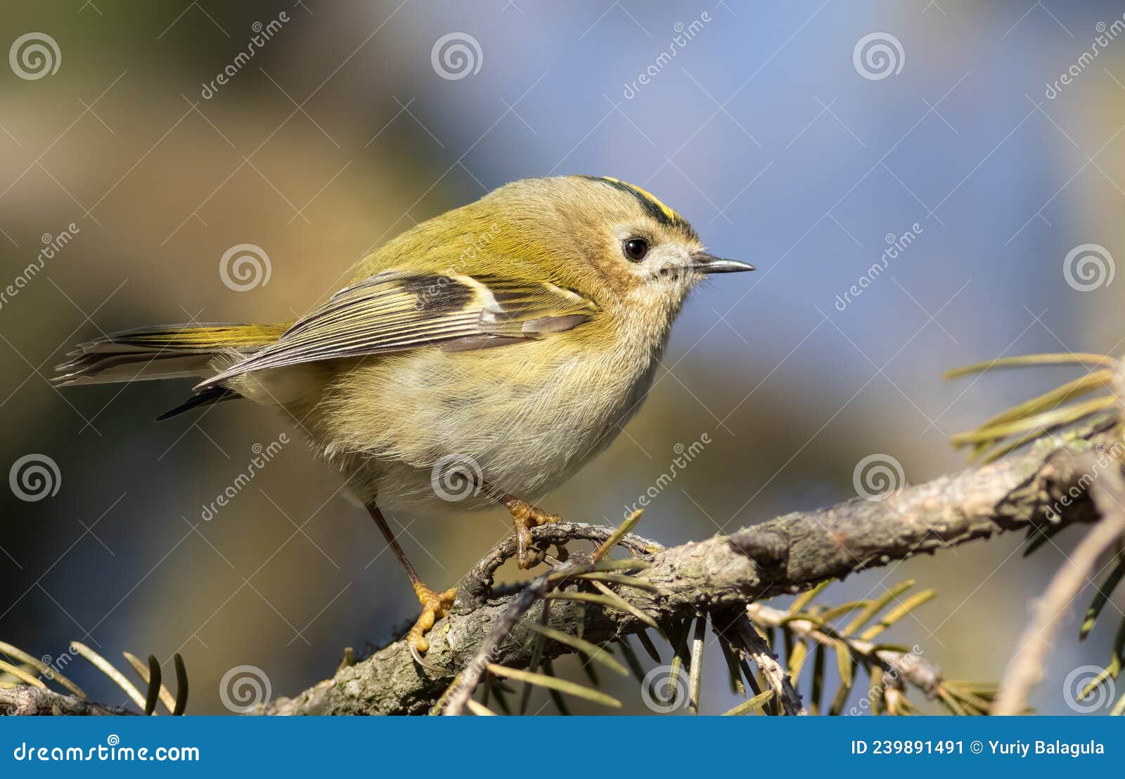 Goldcrest, Regulus Regulus. Bird Close Up Stock Image - Image of nature ...