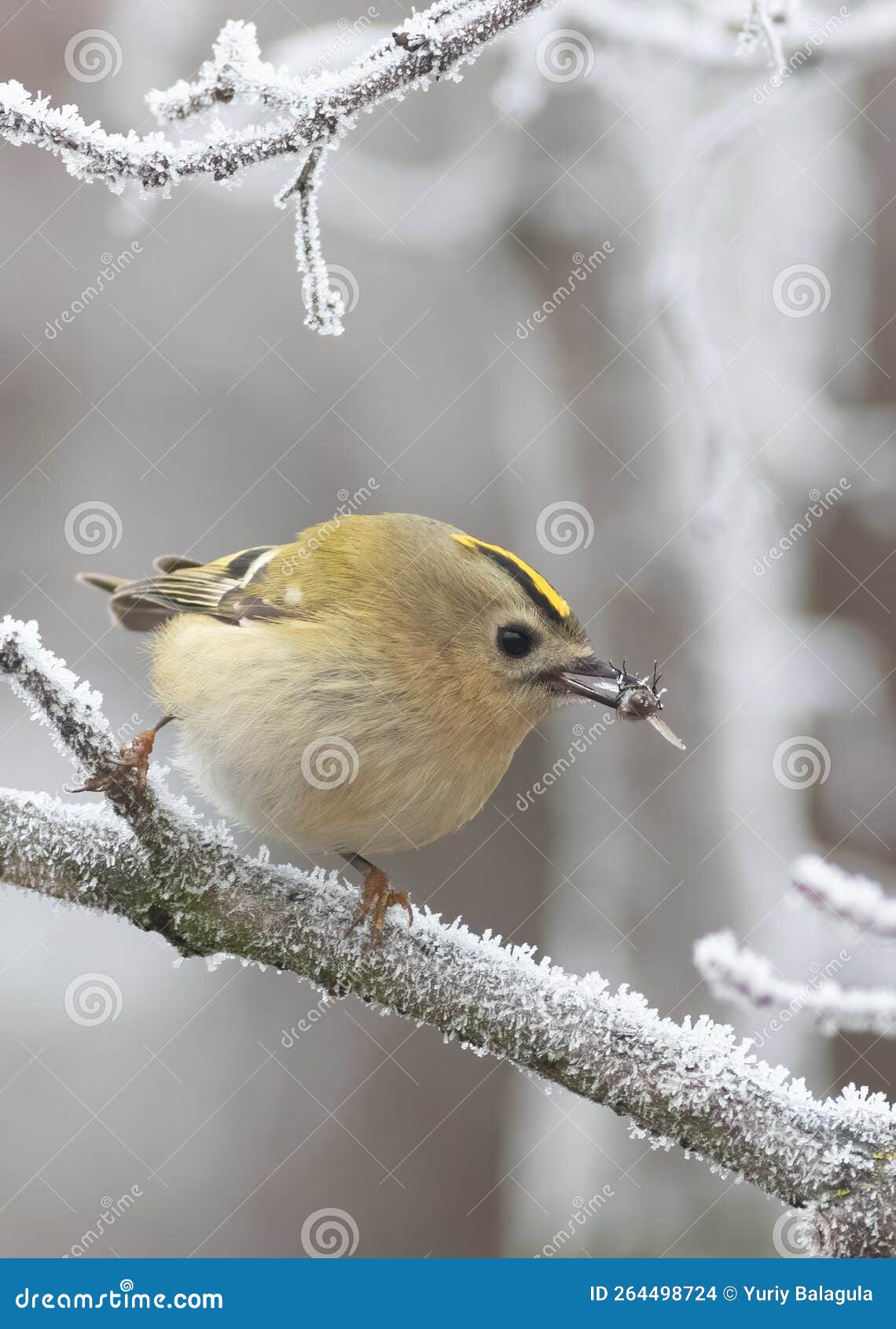 Goldcrest, Regulus Regulus. a Bird Holds a Fly in Its Beak Stock Photo ...