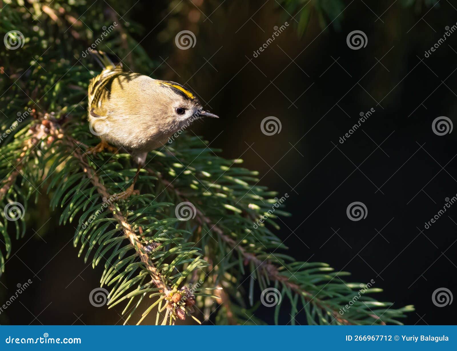 Goldcrest, Regulus Regulus. a Bird Looks for Prey on the Branches of a ...