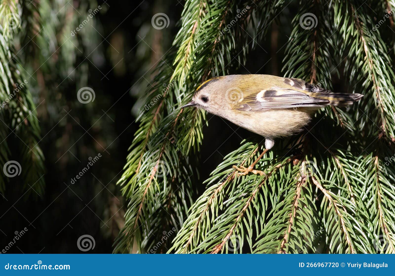 Goldcrest, Regulus Regulus. a Bird Looks for Prey on the Branches of a ...
