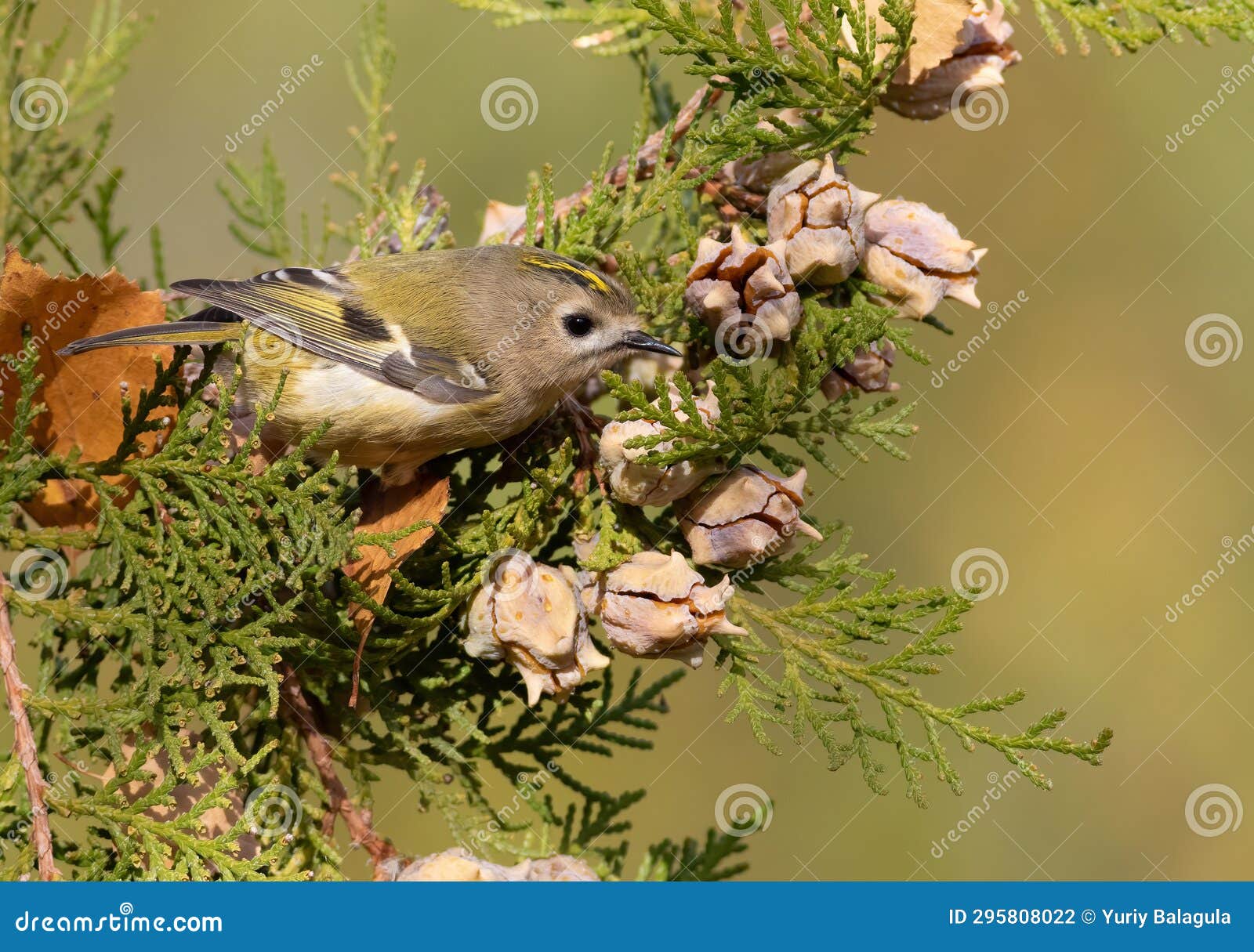 Goldcrest, Regulus Regulus. a Bird Sits on the Branch of a Thuja Tree ...