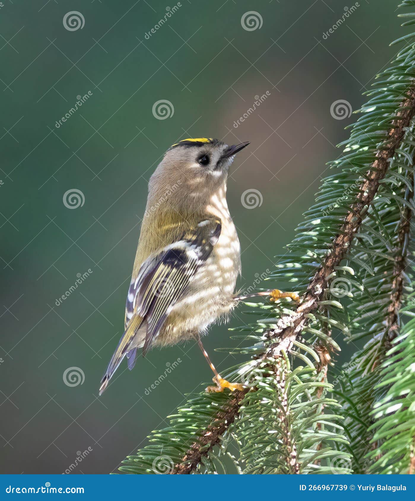 Goldcrest, Regulus Regulus. a Bird Sits on a Spruce Branch Stock Image ...