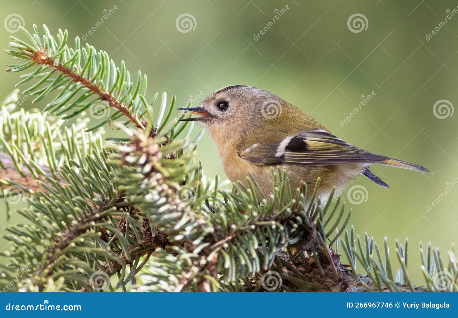 Goldcrest, Regulus Regulus. a Bird Sits on a Spruce Branch and Sings ...
