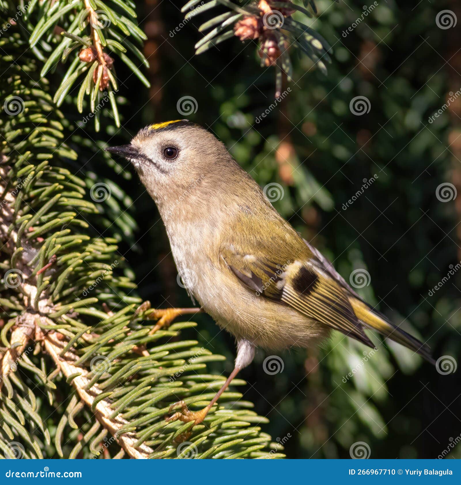 Goldcrest, Regulus Regulus. a Bird Sits on Spruce Needles. Stock Photo ...