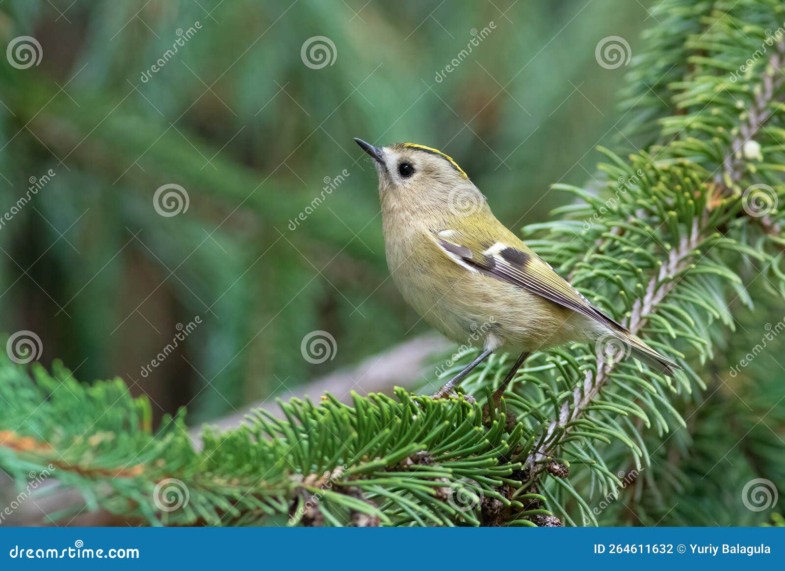 Goldcrest, Regulus Regulus. a Little Bird Sits on a Spruce Branch Stock ...