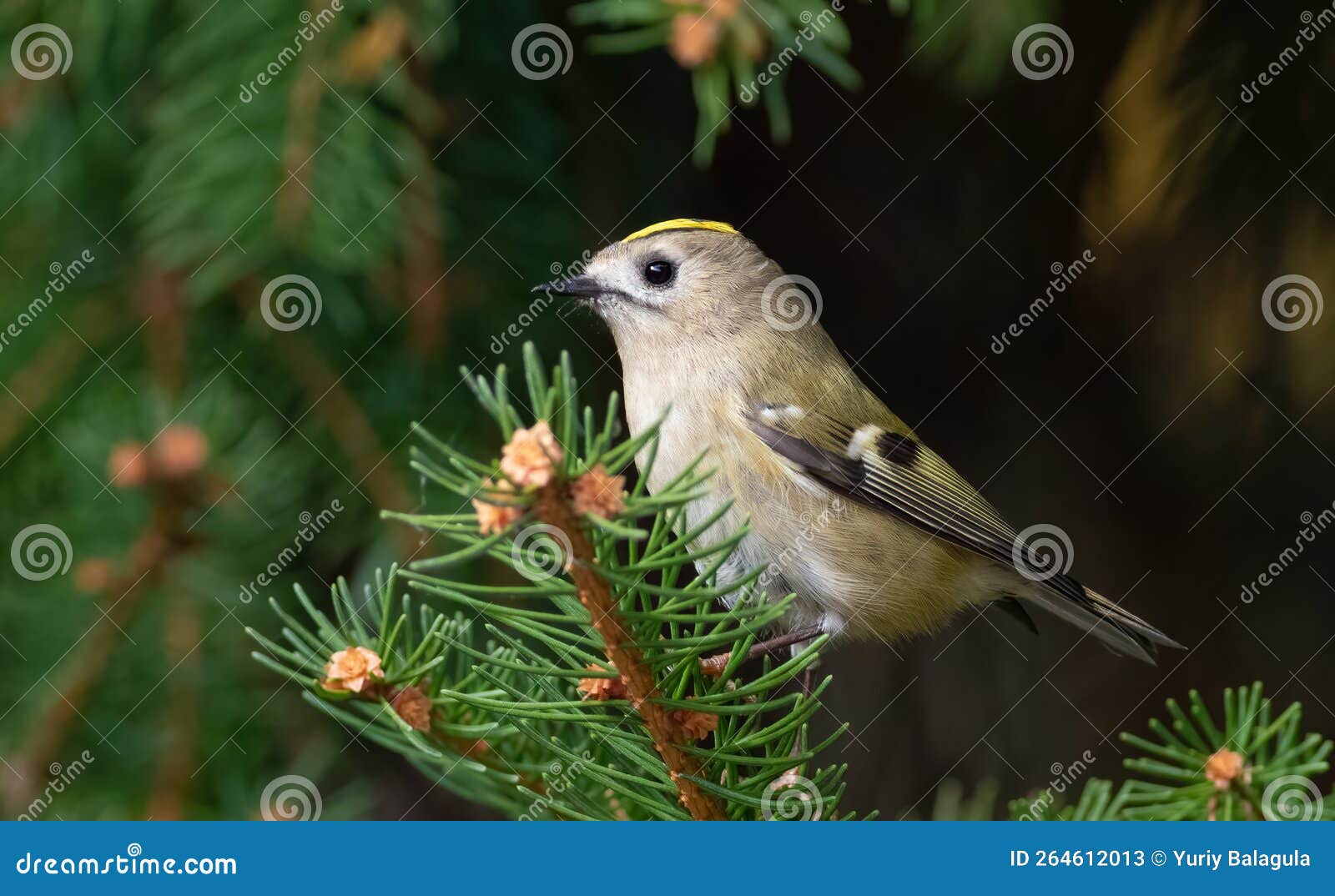 Goldcrest, Regulus Regulus. a Little Bird Sits on a Spruce Branch Stock ...