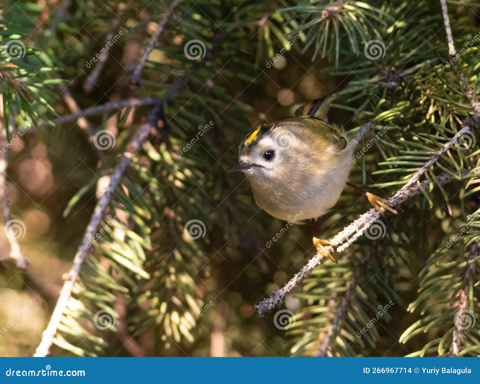 Goldcrest, Regulus Regulus. a Little Bird Sits on a Spruce Branch Stock ...