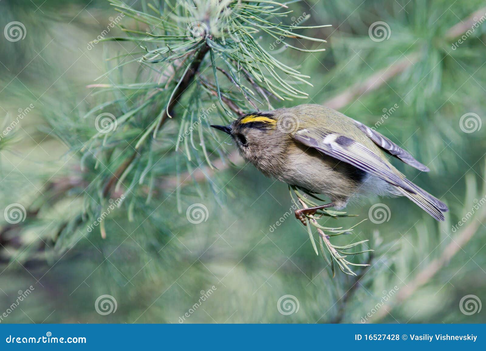 Goldcrest, Regulus regulus stock photo. Image of perching - 16527428