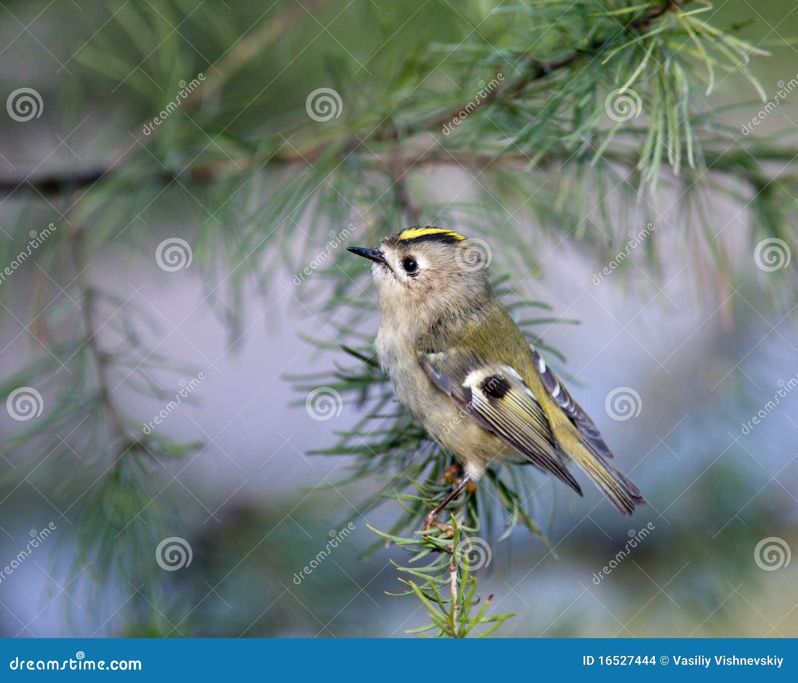 Goldcrest, Regulus regulus stock photo. Image of branch - 16527444