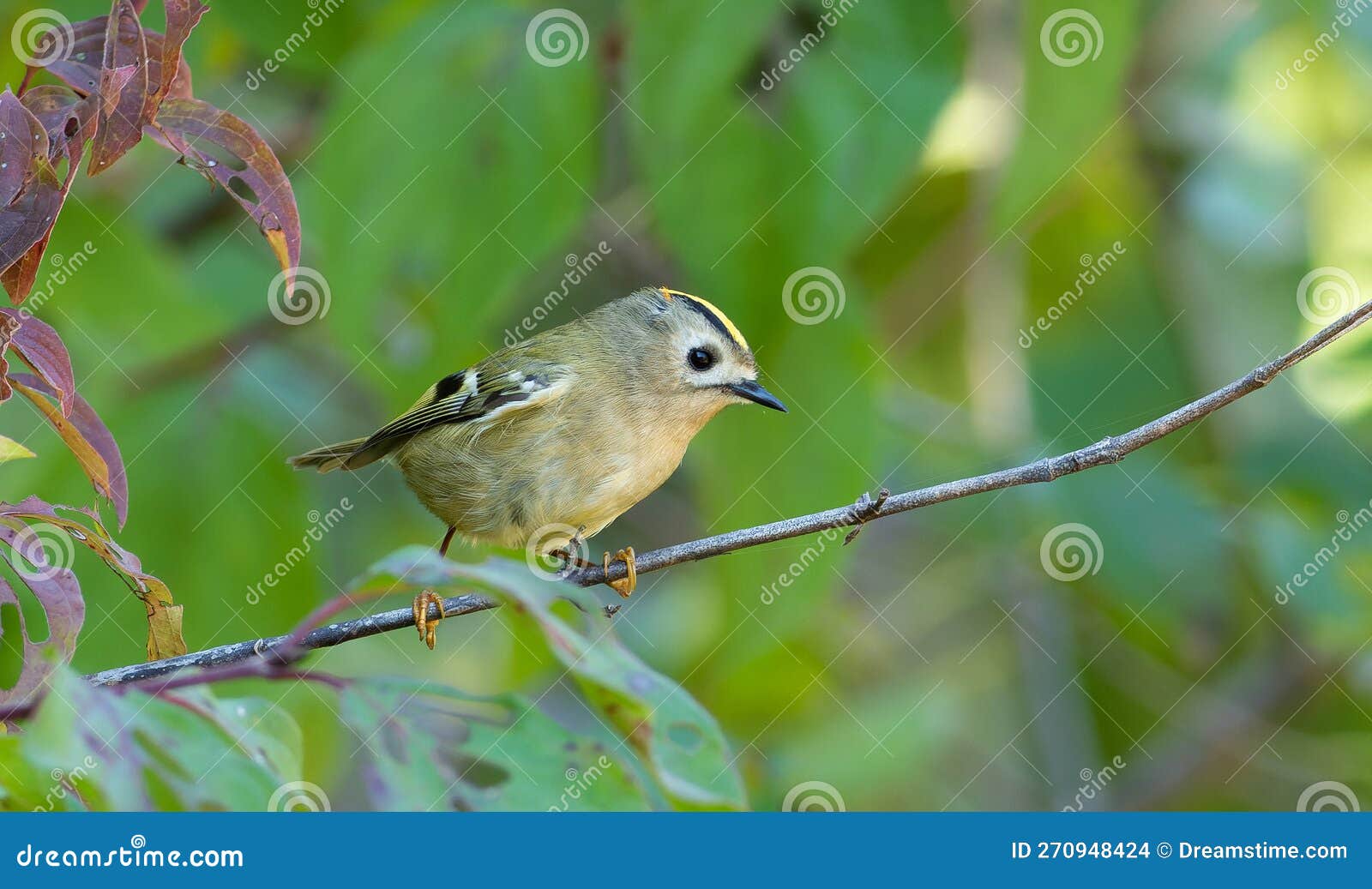Goldcrest, Regulus Regulus. a Bird Sits on a Tree Branch Stock Photo ...