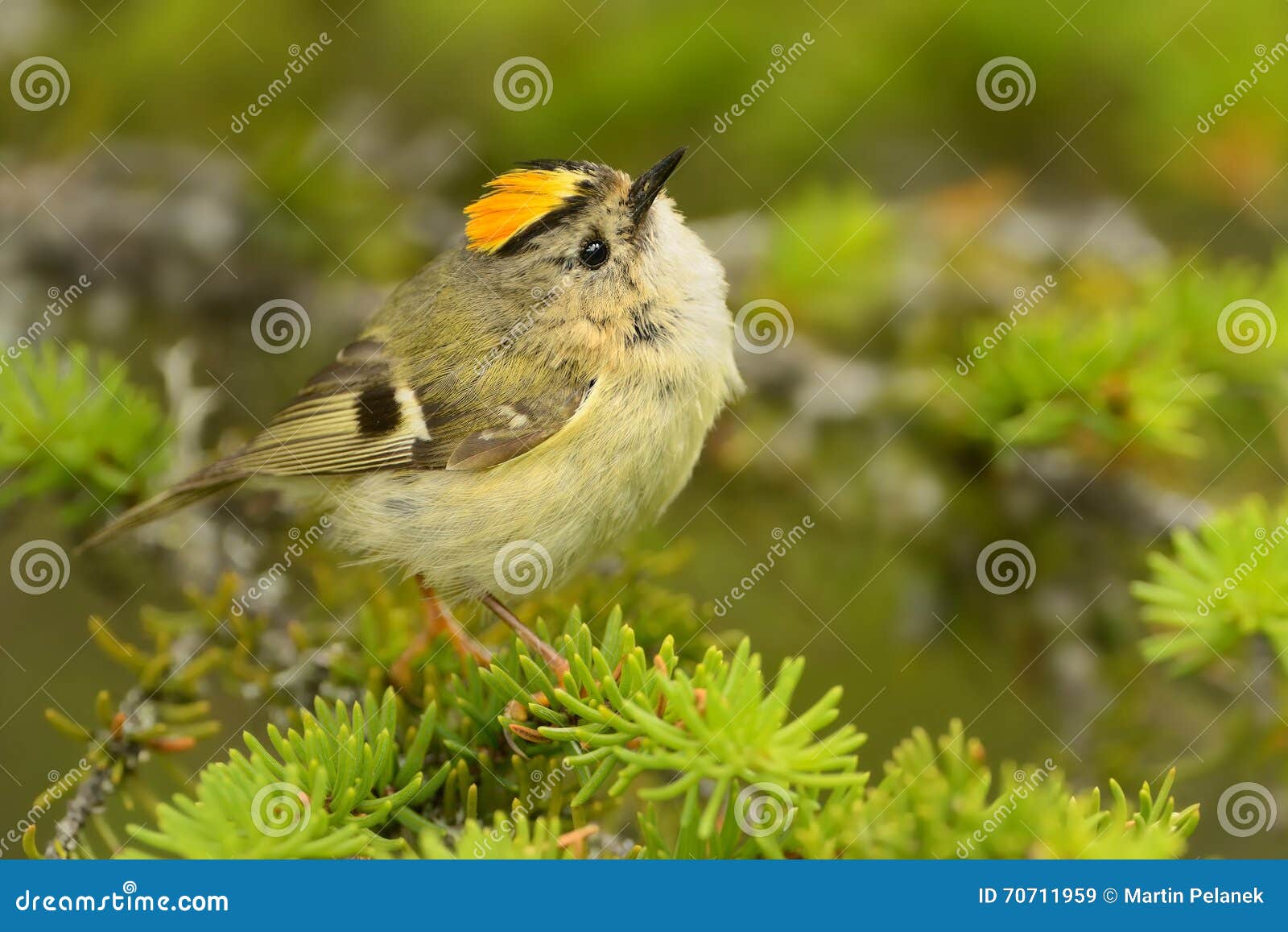 Goldcrest - Regulus Regulus Stock Image - Image of sing, birds: 70711959