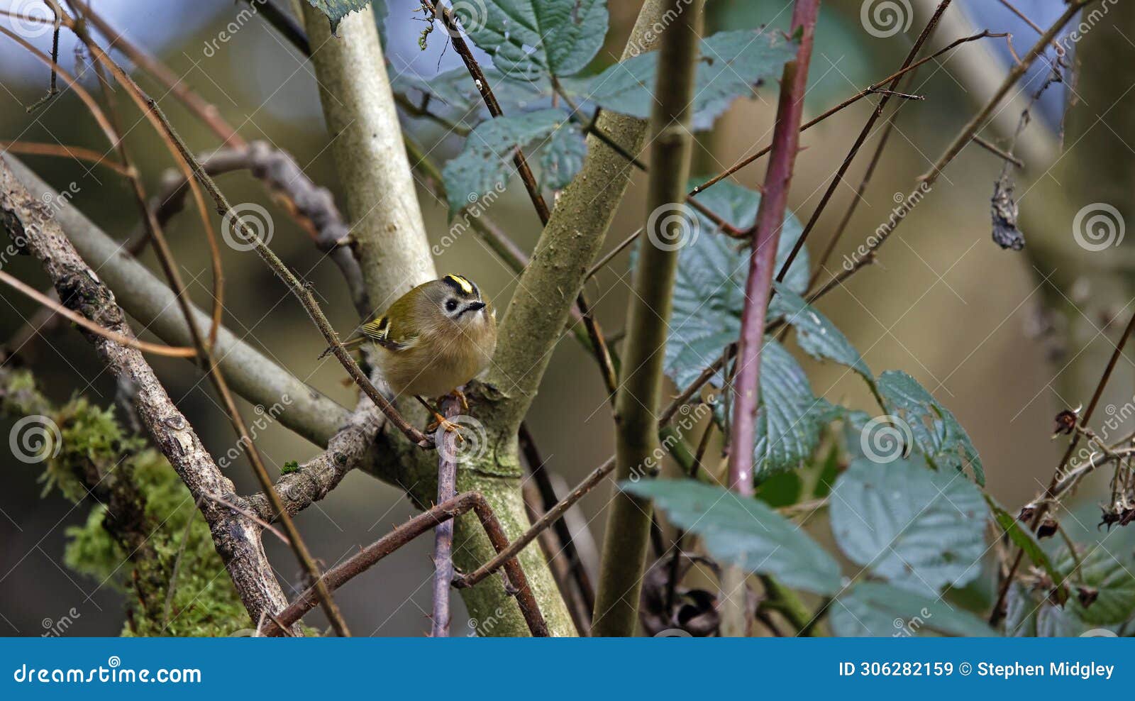 Goldcrest in a Tree Feeding on Insects Stock Image - Image of woods ...