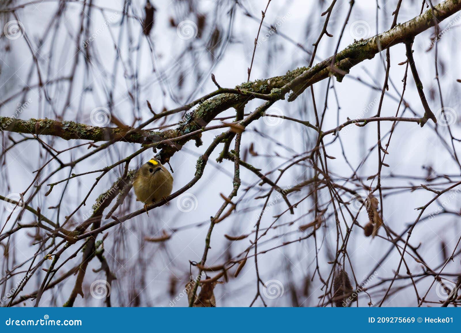 Goldcrest in a tree stock image. Image of cold, songbird - 209275669
