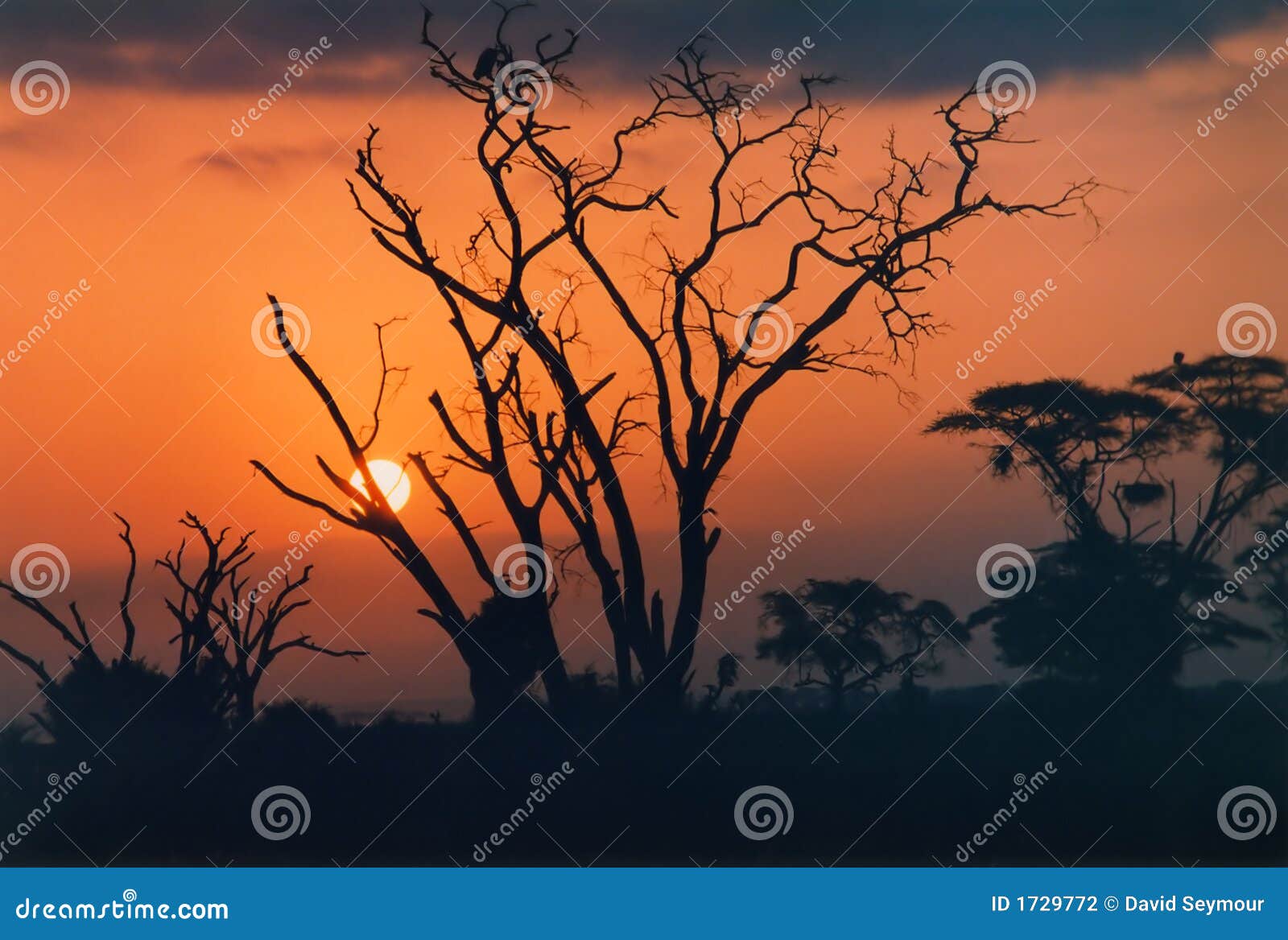 Golden African sunset stock photo. Image of scenic, african - 1729772