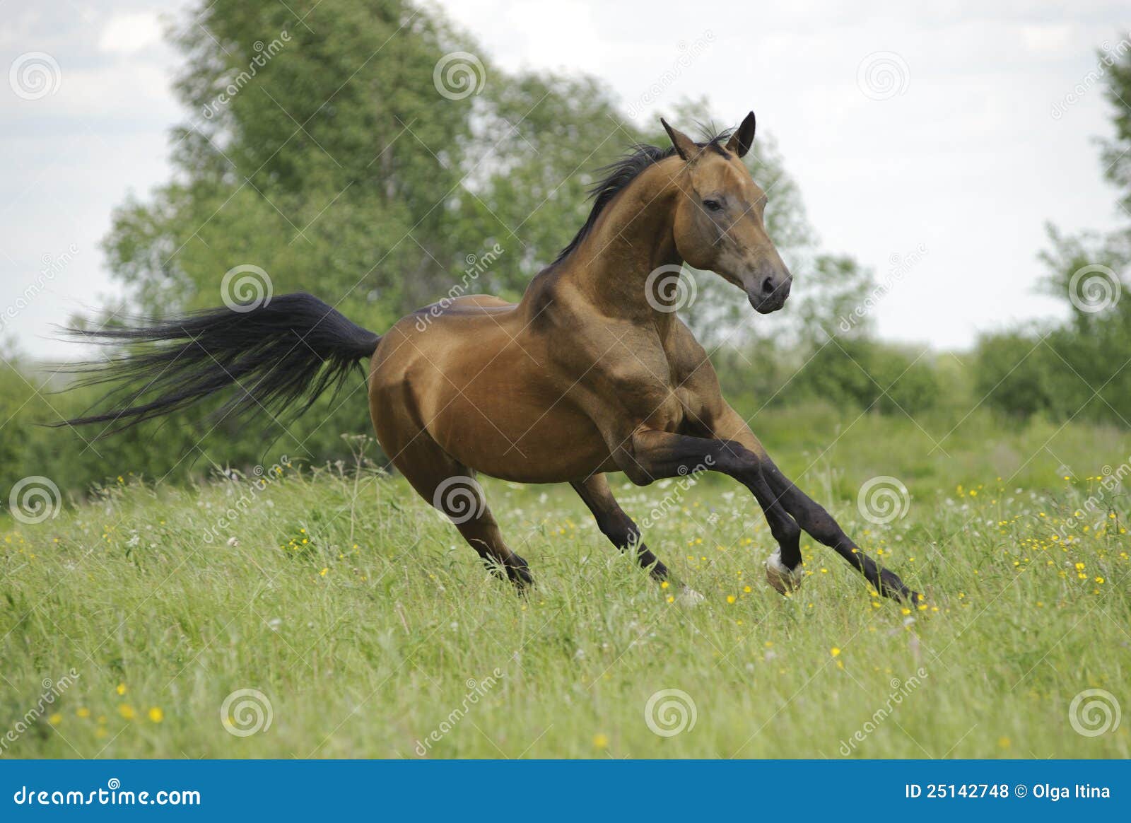 Golden akhal-teke horse stock photo. Image of farm, mane - 25142748