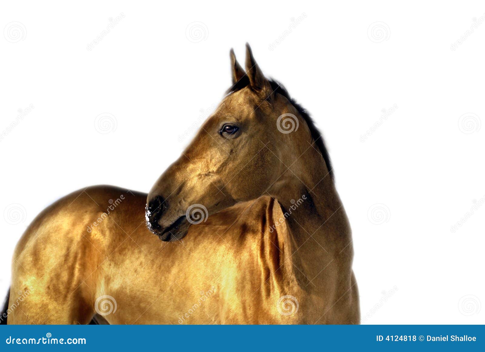 Golden akhal teke horse stock photo. Image of buckskin - 4124818
