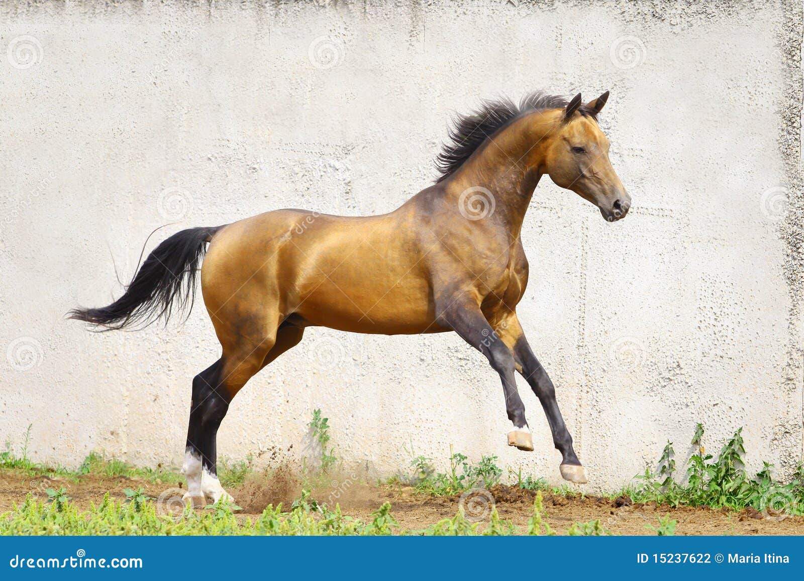 Golden akhal-teke stallion stock photo. Image of ranch - 15237622