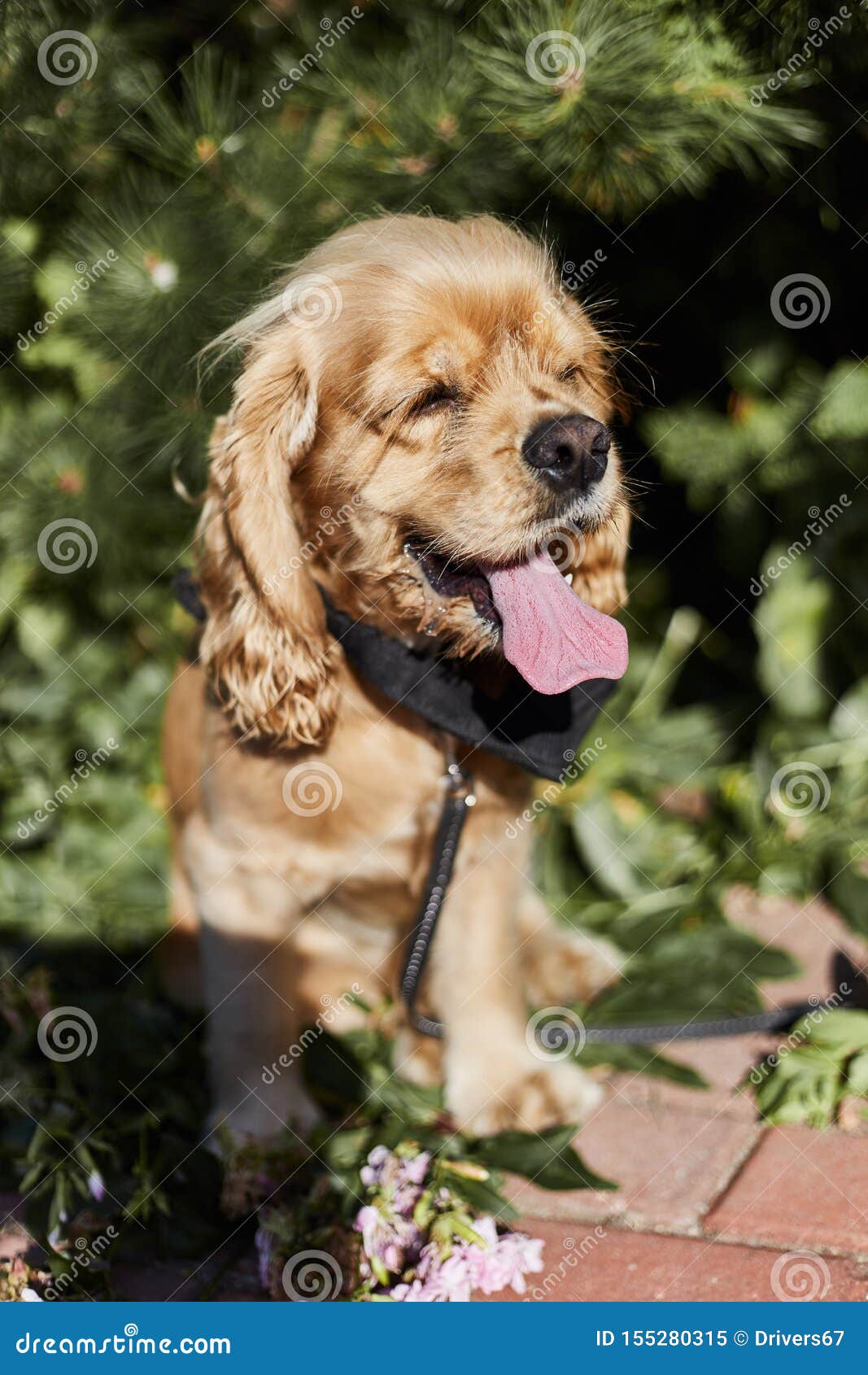 Golden American Cocker Spaniel