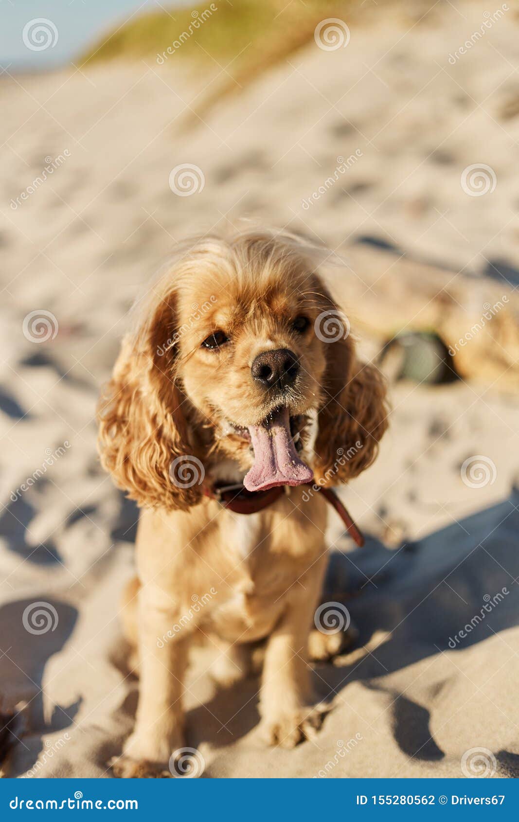 Golden American Cocker Spaniel