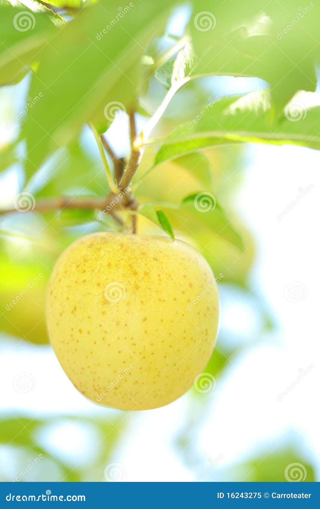 Golden apple stock image. Image of agriculture, delicious - 16243275
