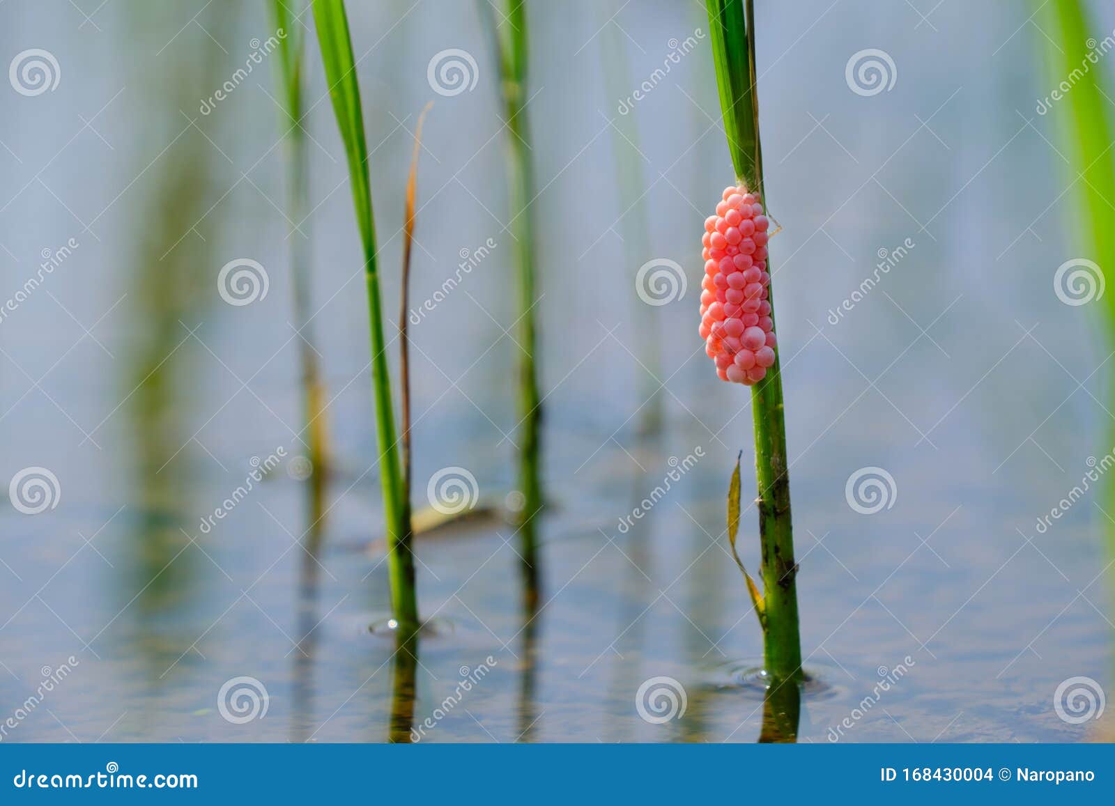 Golden Apple Snail Eggs on Rice Tree Stock Photo - Image of spring ...