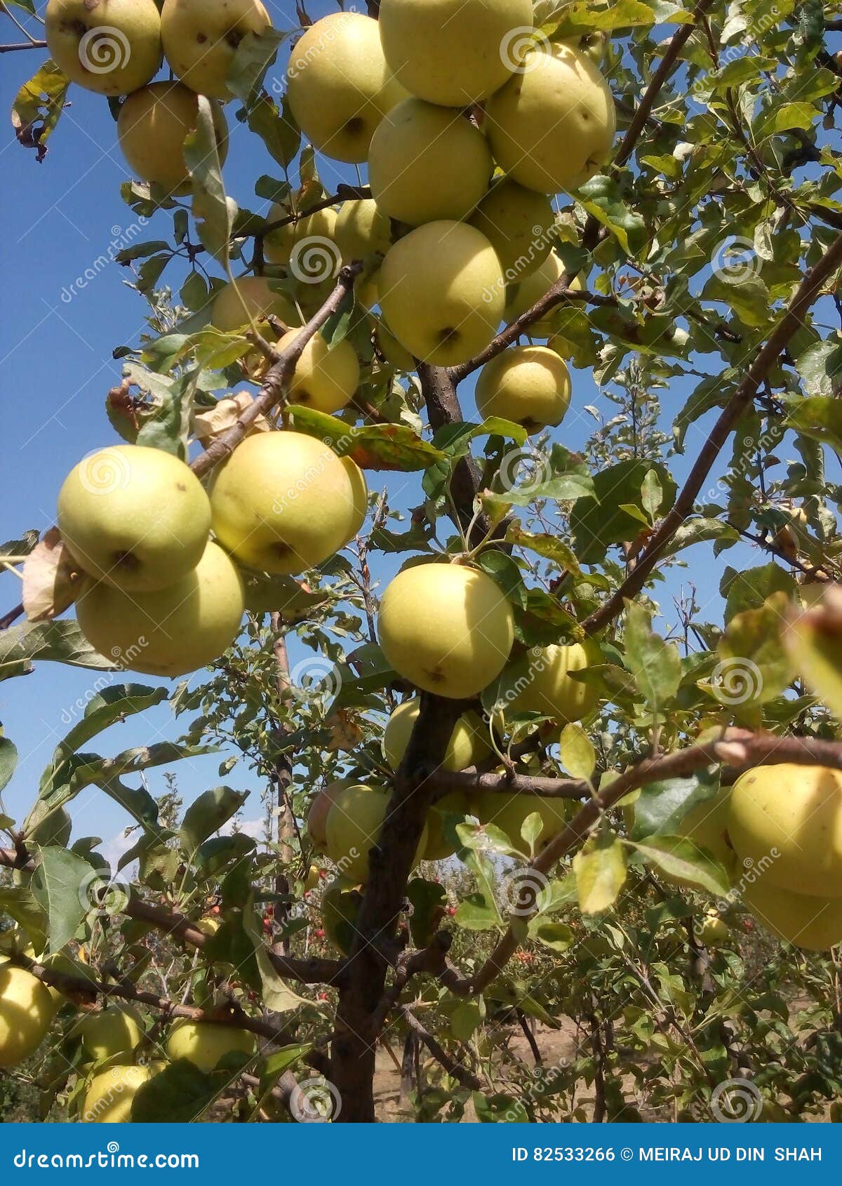 Golden color apples stock photo. Image of freshness, garden - 82533266