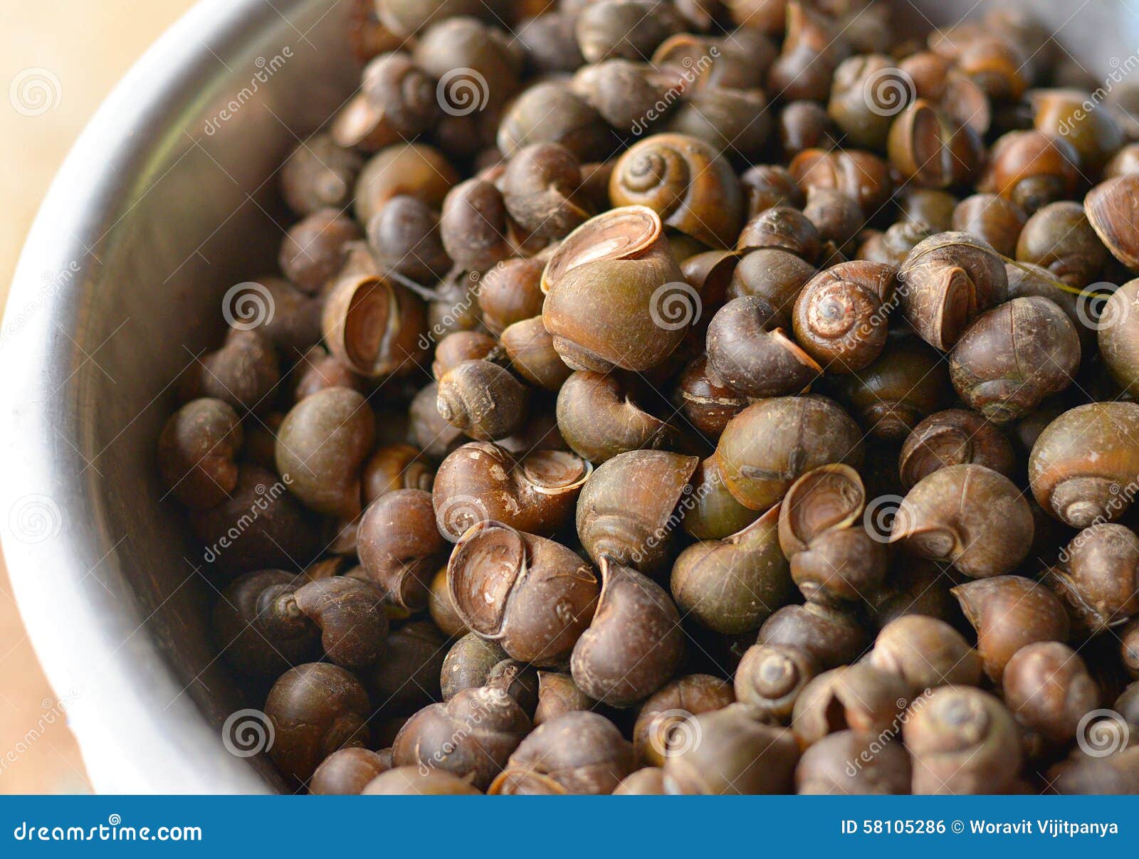 Golden applesnail stock photo. Image of amplitude, circular - 58105286