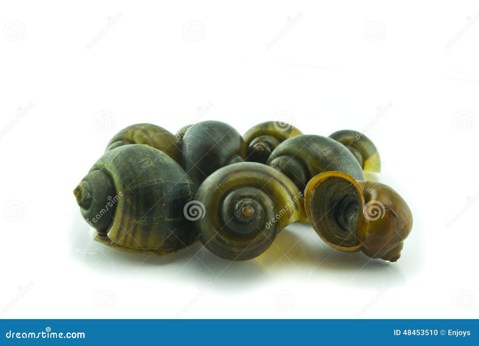 Golden Applesnail on stock photo. Image of animal, platters - 48453510