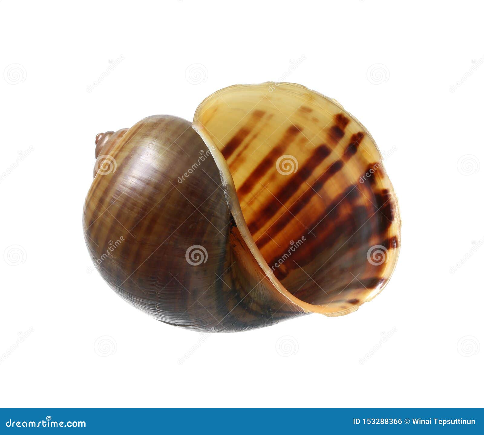 Golden applesnail shell stock photo. Image of isolated - 153288366