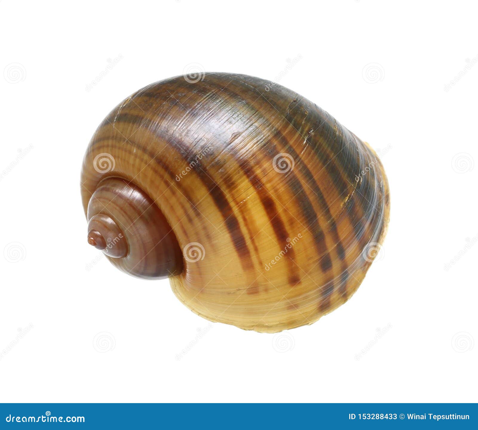 Golden Applesnail, Channeled Applesnail ,Pomacea Canaliculata Isolated ...