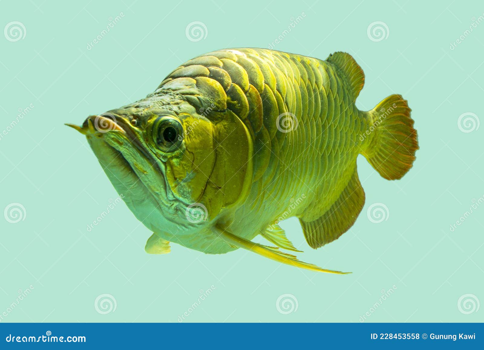 Golden Arowana Fish Cross Back, Cross Back Golden, CBG Stock Photo ...