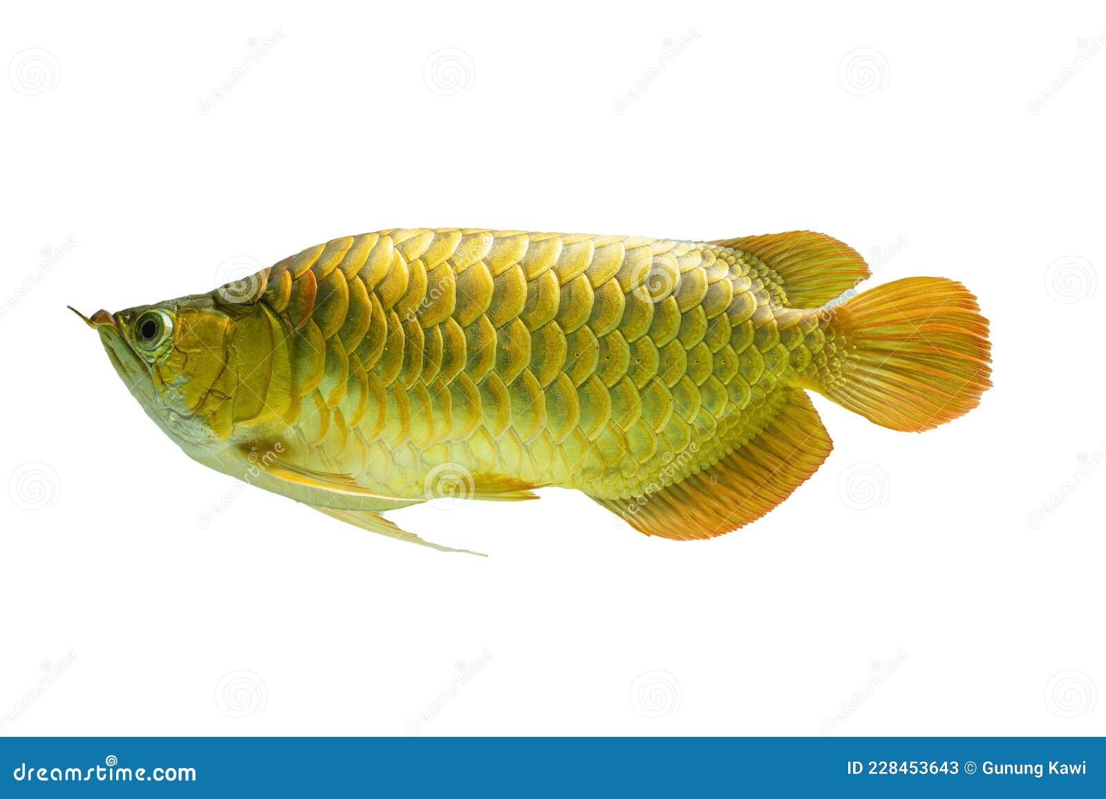 Golden Arowana Fish Cross Back, Cross Back Golden, CBG Stock Image ...
