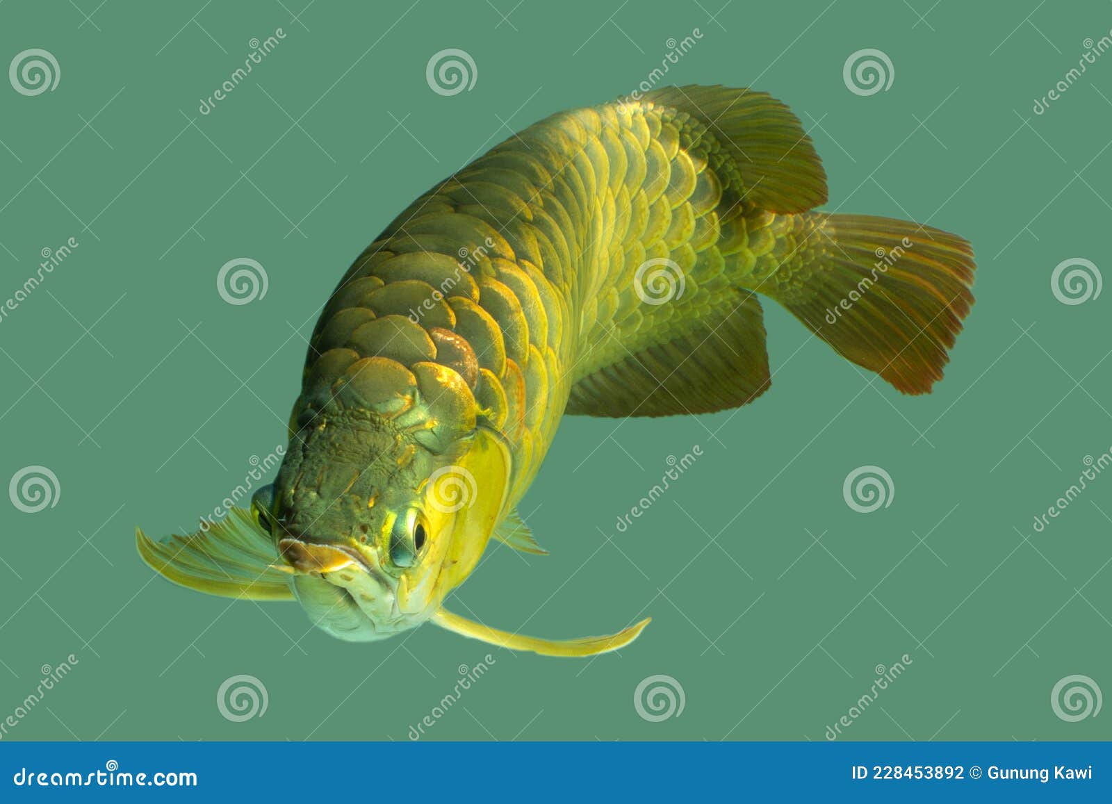 Golden Arowana Fish Cross Back, Cross Back Golden, CBG Stock Photo ...