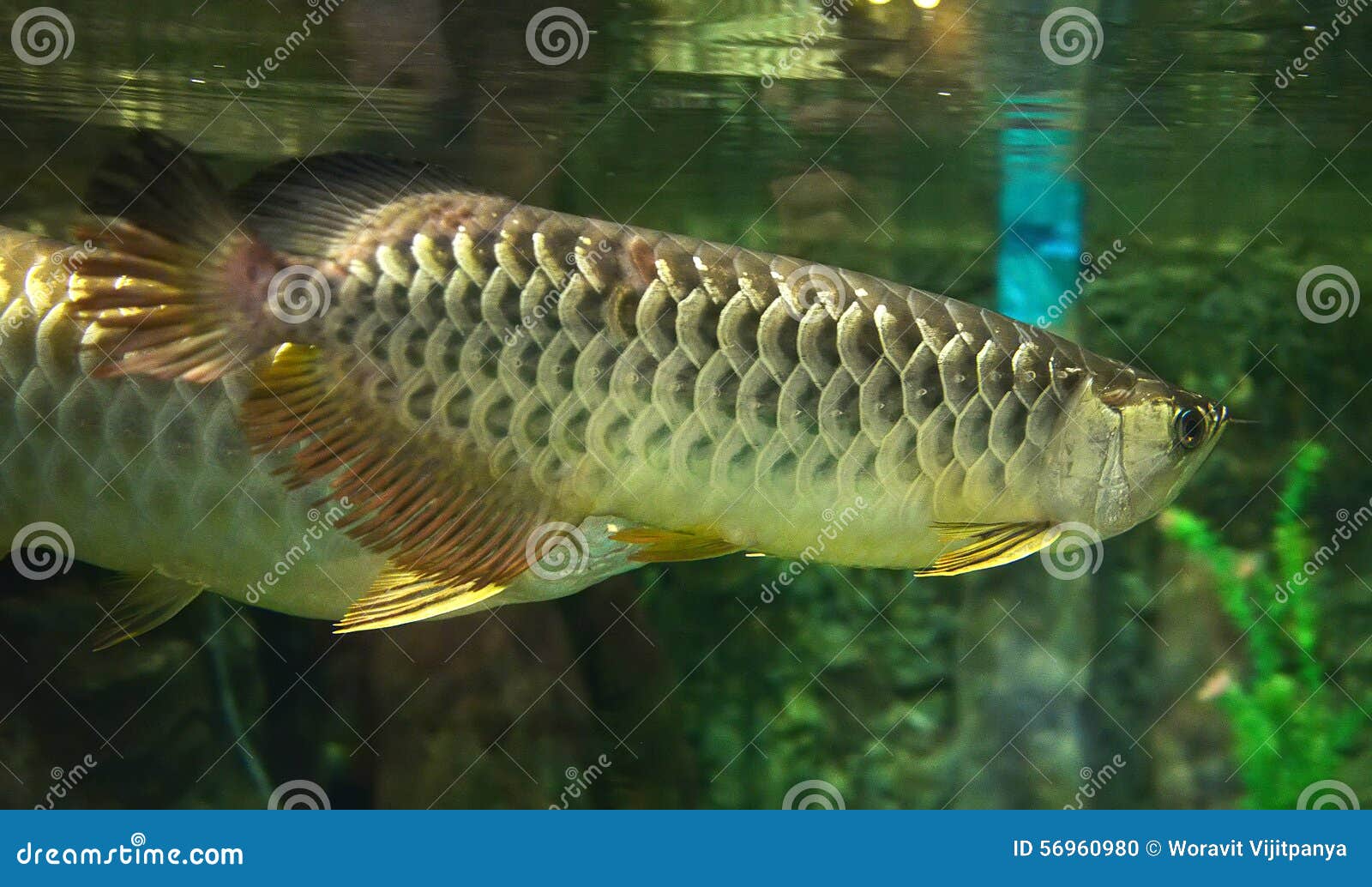 Golden arowana fish stock photo. Image of nature, background - 56960980