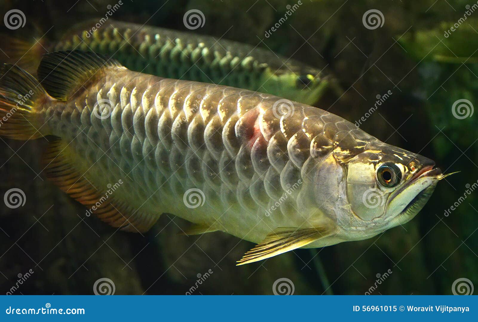 Golden arowana fish stock image. Image of color, blue - 56961015