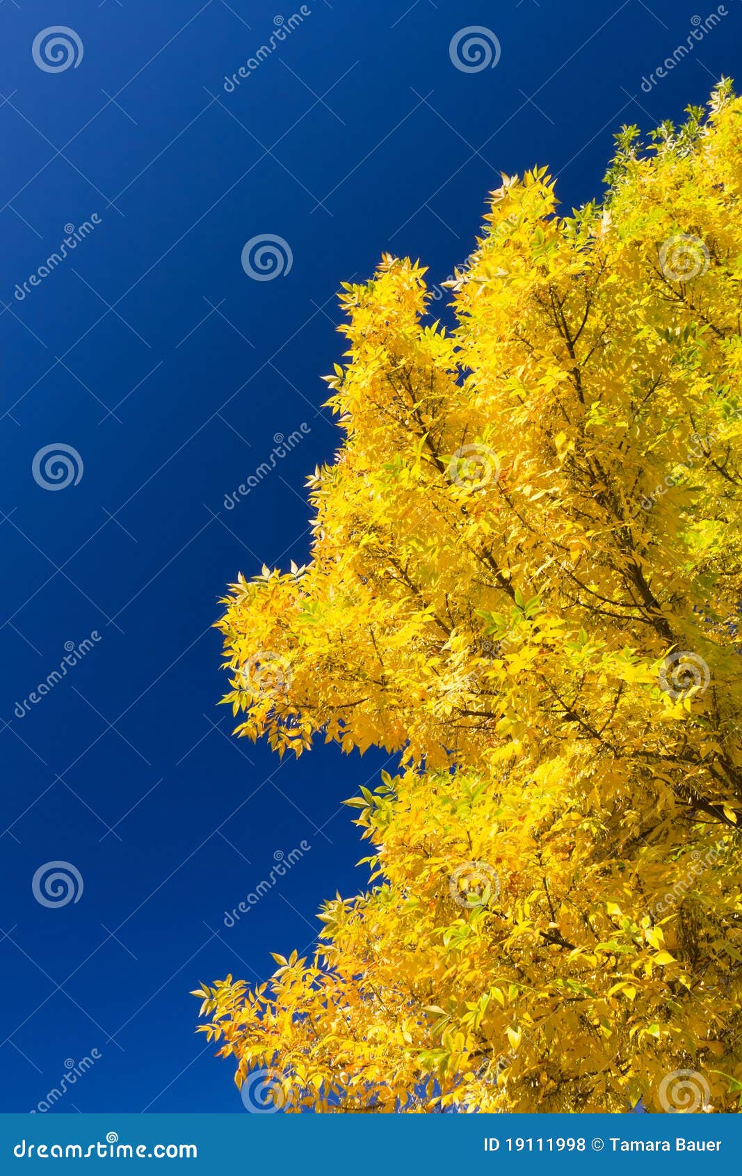 Golden ash stock photo. Image of copy, texture, bright - 19111998