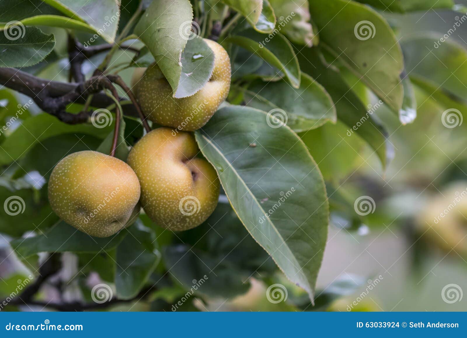 Golden Asian Pears stock photo. Image of pink, fresh - 63033924