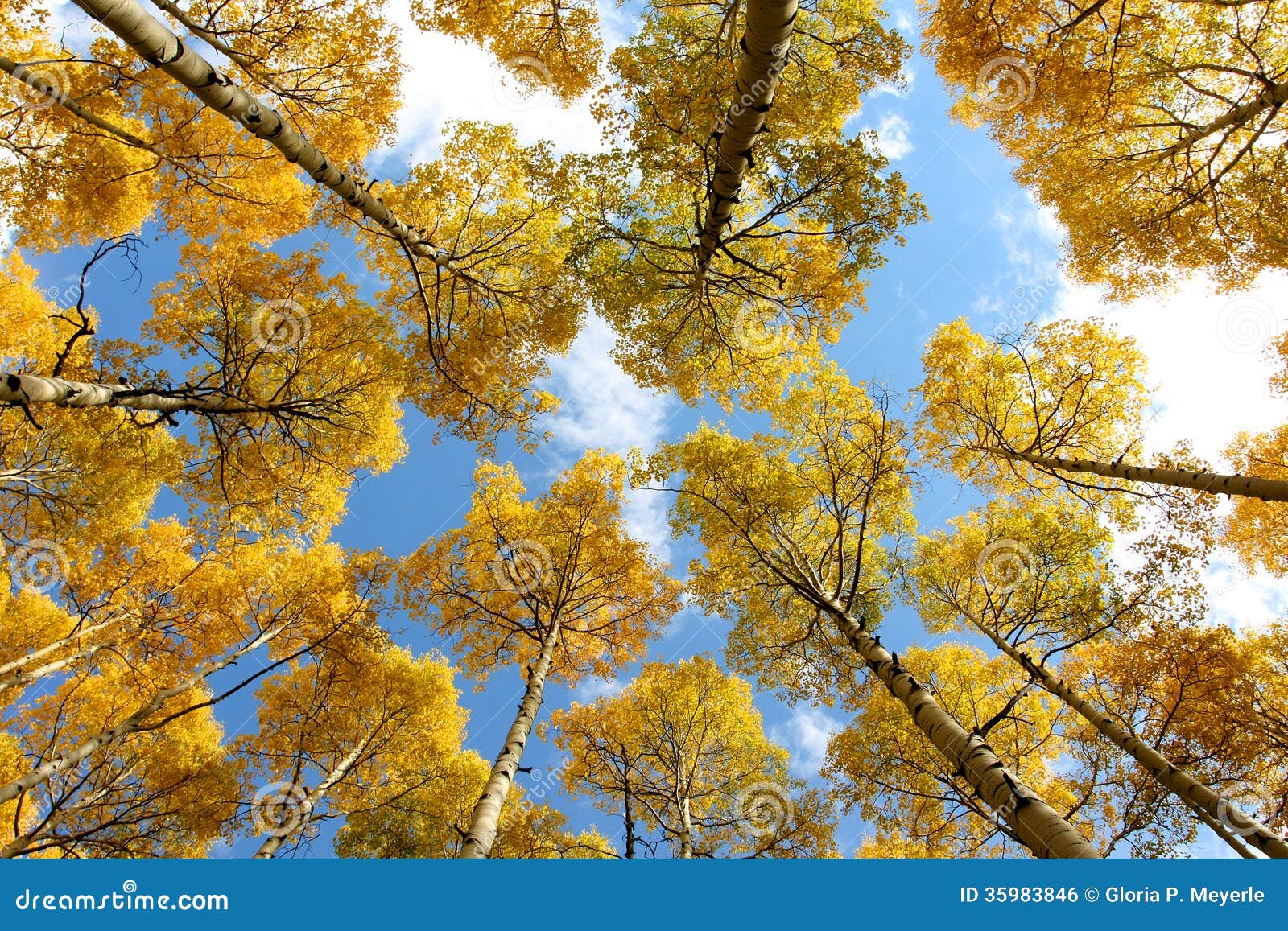 Golden Aspen Canopy stock photo. Image of nature, gold - 35983846