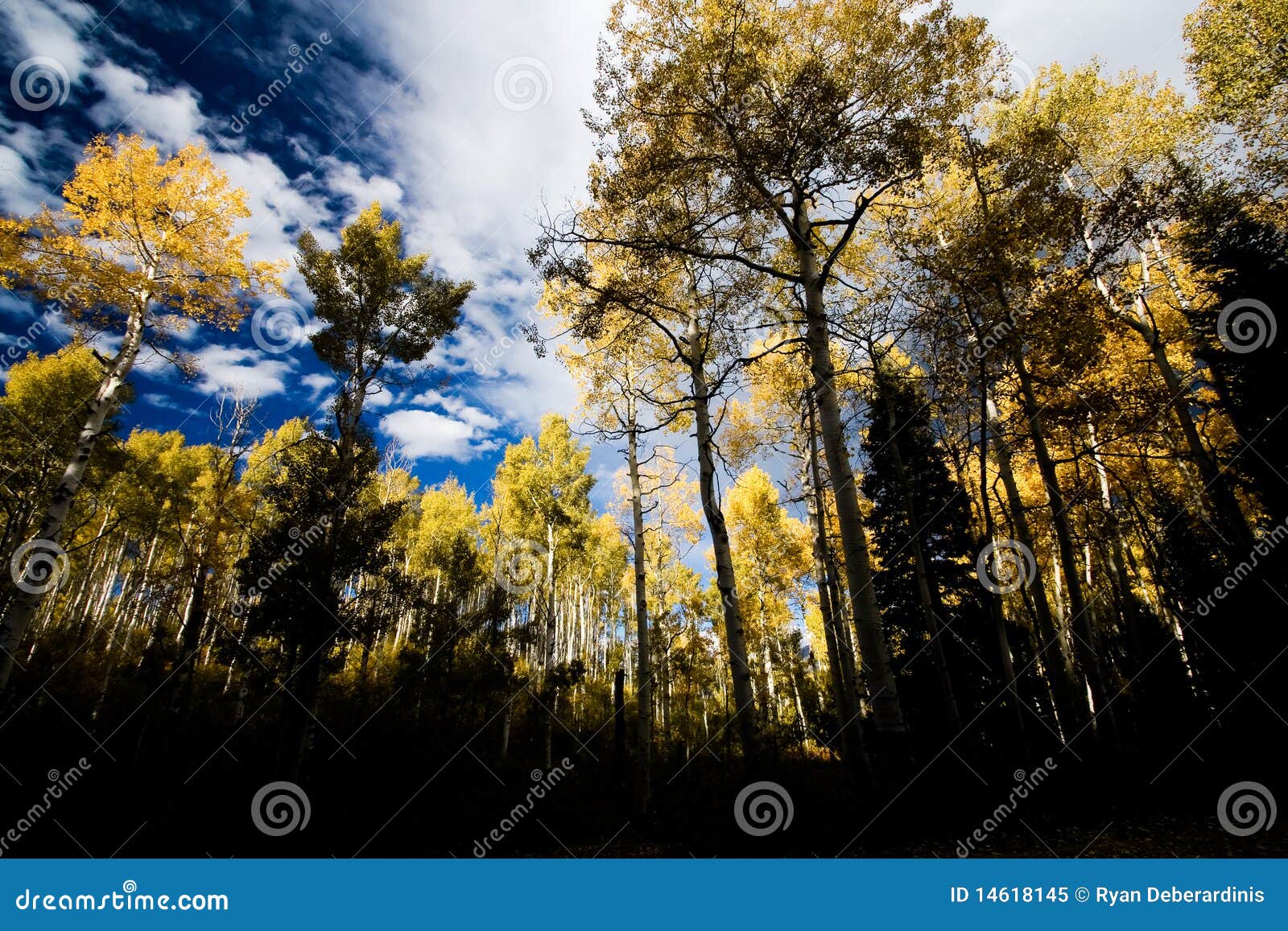 Golden Aspen Forest in Fall Stock Image - Image of mountain, clouds ...