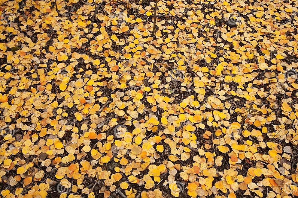 Golden Aspen Leaves Pattern Stock Image - Image of scenic, contrast ...