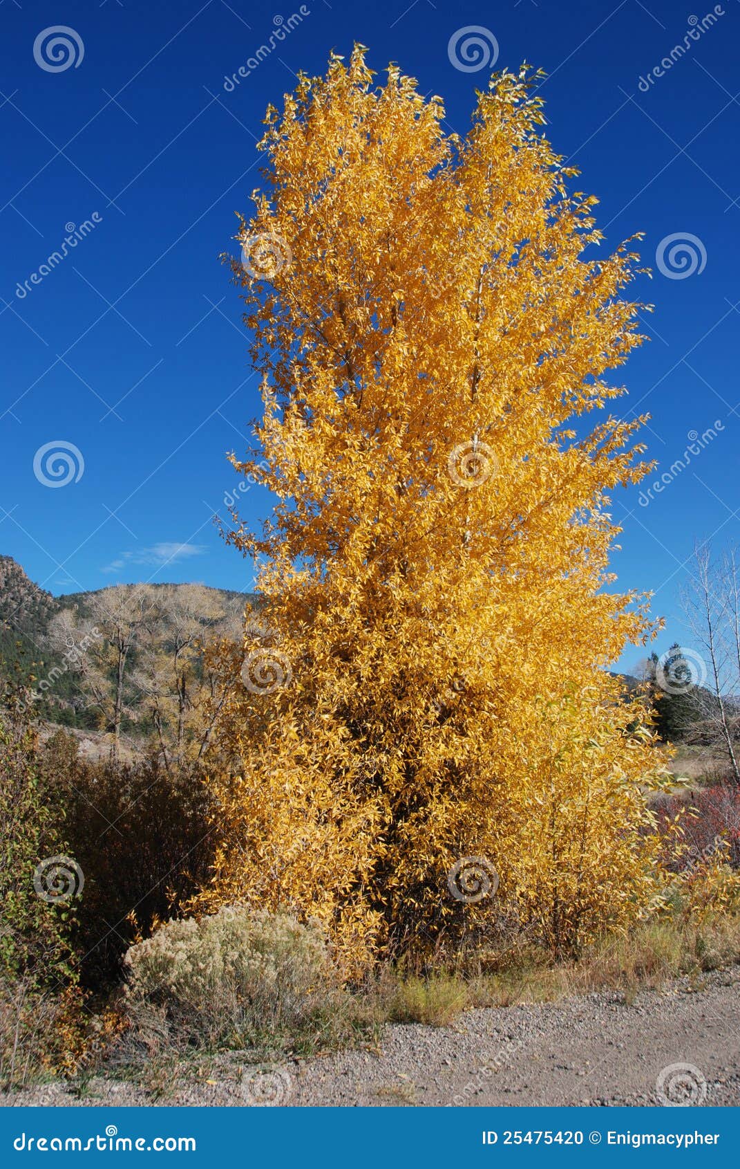 Golden Aspen Tree in Autumn Stock Photo - Image of tree, colors: 25475420
