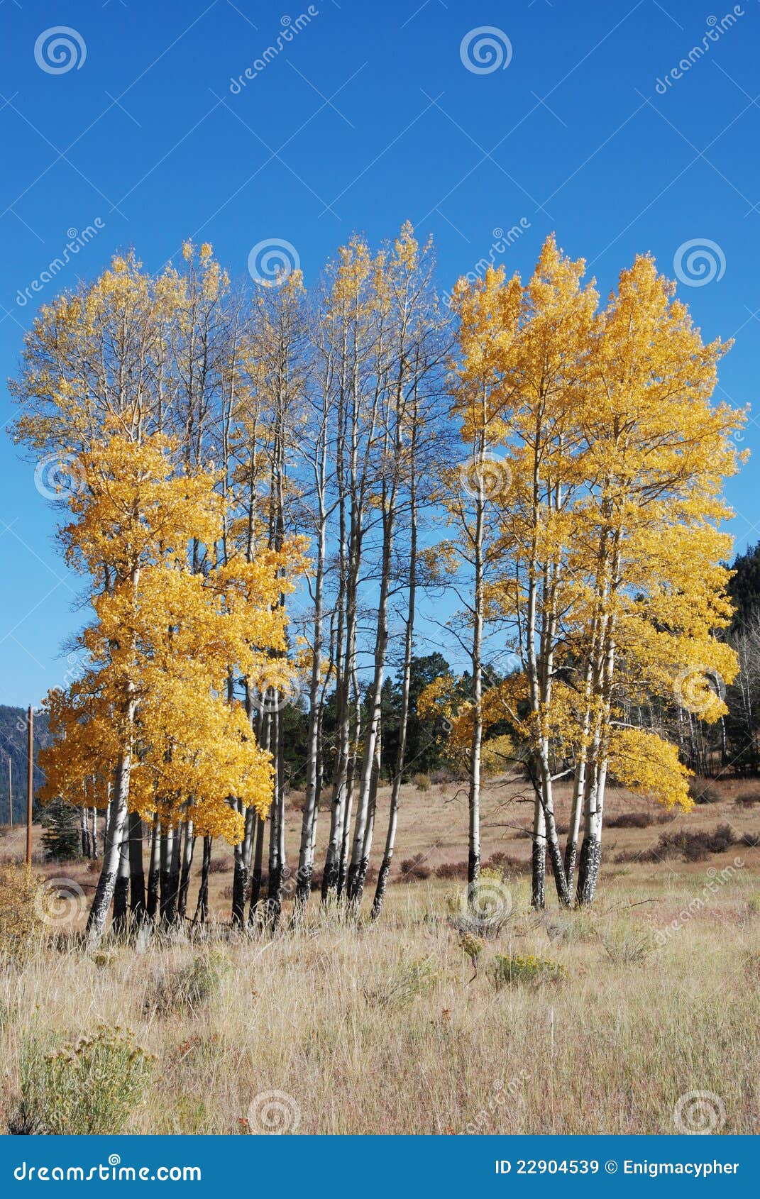 Golden Aspen Trees stock image. Image of woods, golden - 22904539