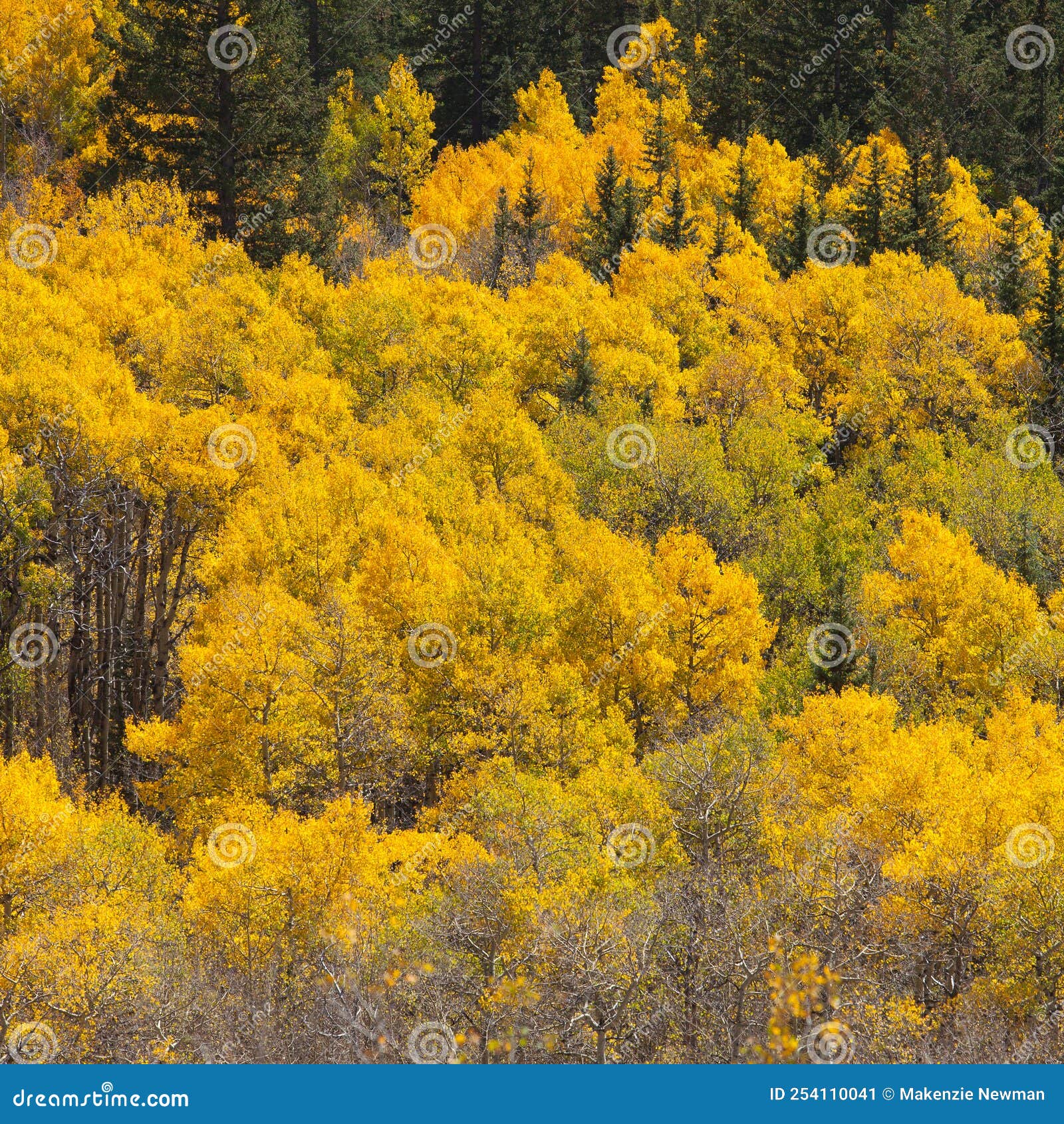 Golden aspens stock image. Image of hike, tree, forest - 254110041