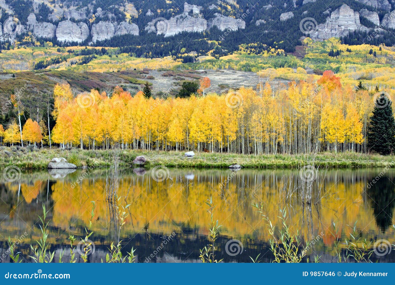 Golden Aspens and Reflections Stock Photo - Image of colors, clouds: 9857646