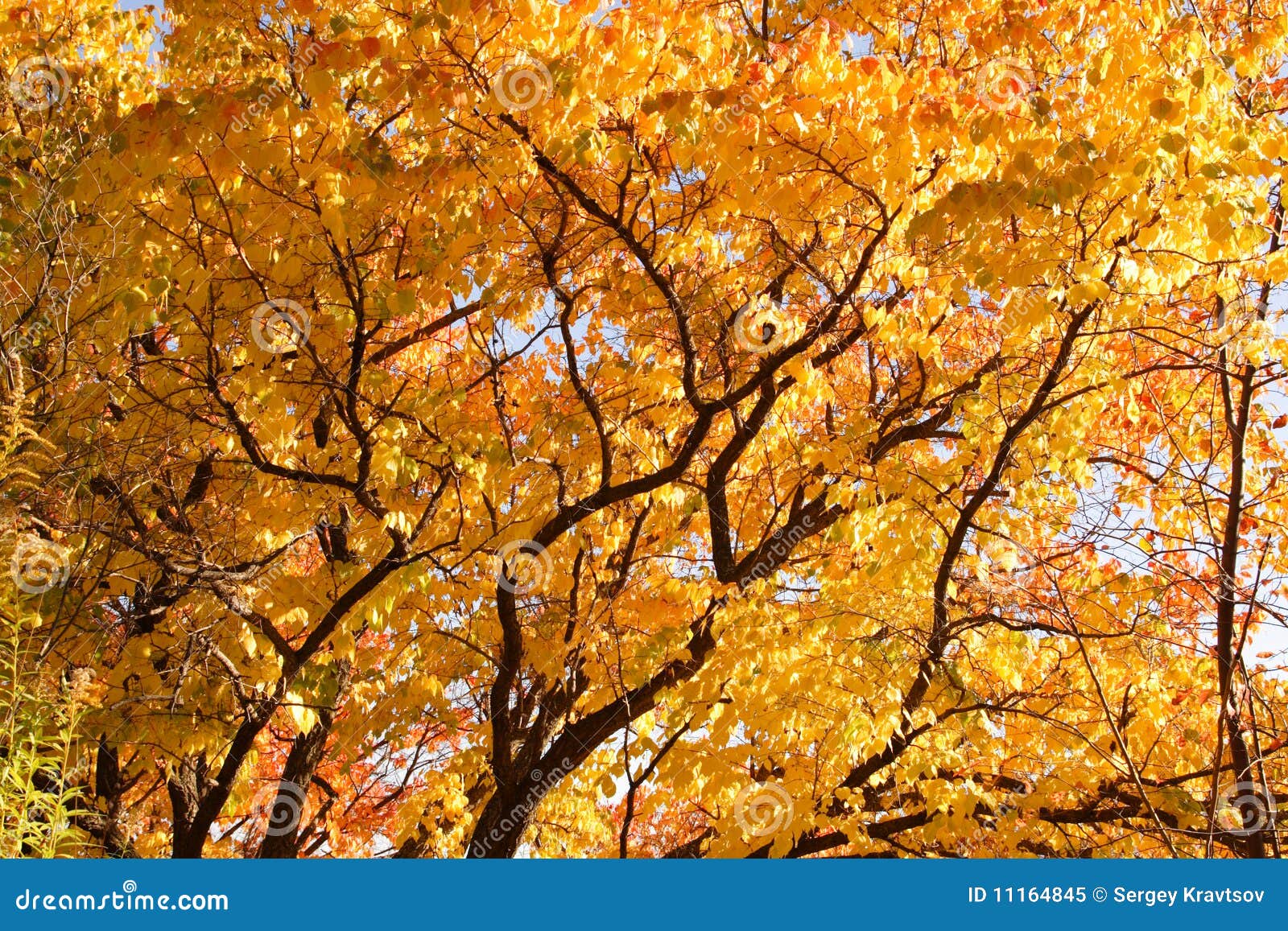 Golden autumn stock image. Image of life, autumn, rural - 11164845