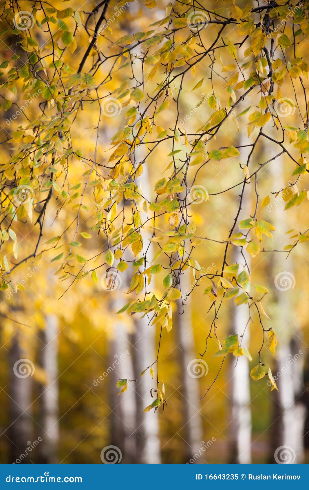 Golden autumn stock image. Image of fall, autumn, gold - 16643235
