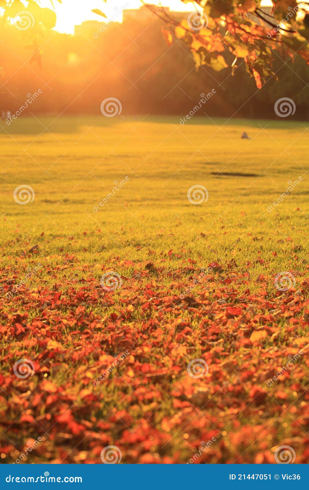 Golden autumn stock image. Image of countryside, leasure - 21447051