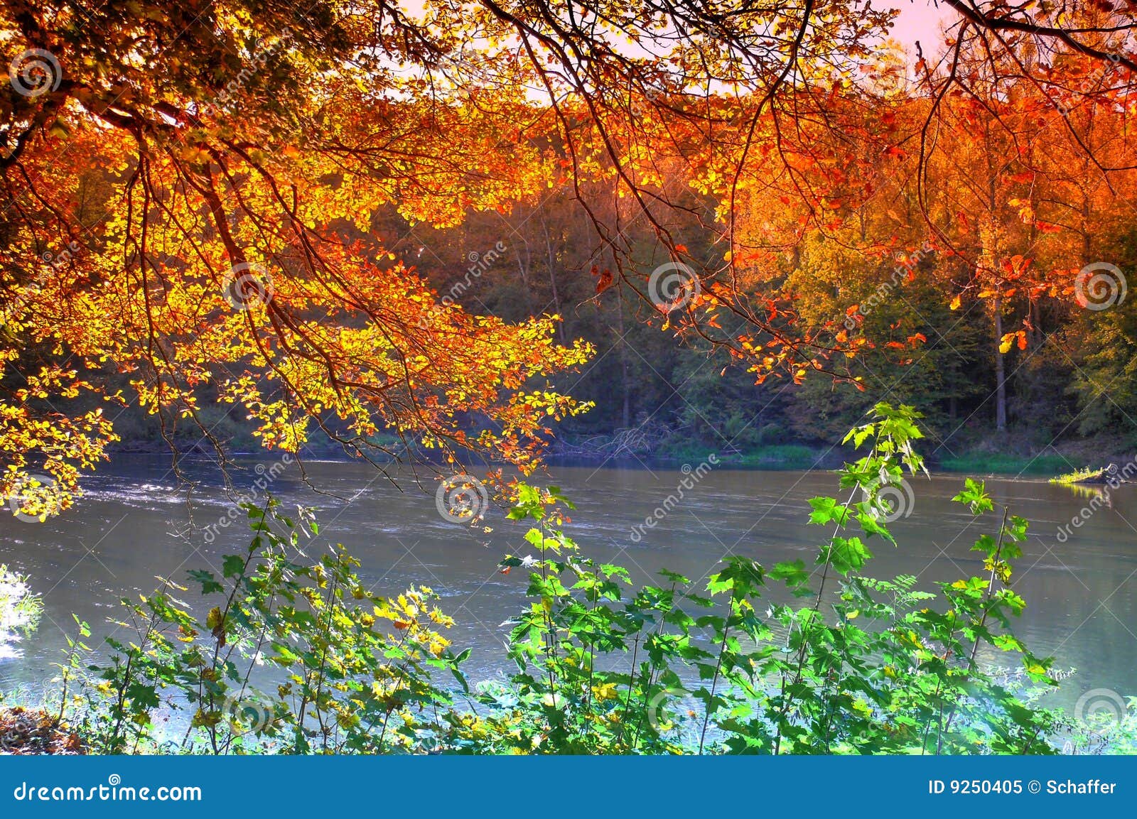 Golden autumn stock image. Image of autumn, pretty, clear - 9250405