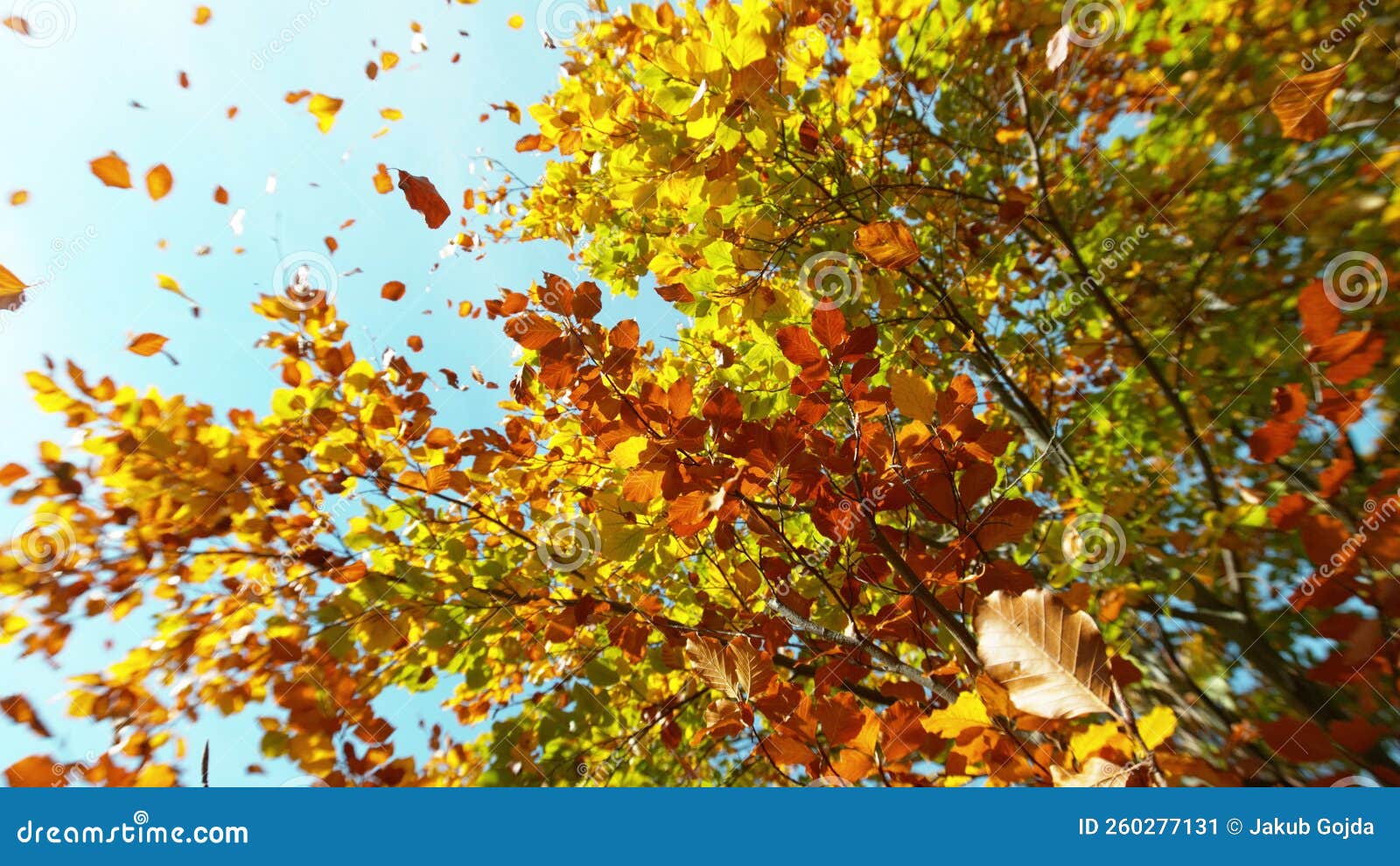 Golden Autumn Beech Tree with Falling Leaves Stock Image - Image of ...